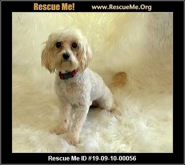 - Kansas Poodle Rescue - ADOPTIONS - Rescue Me!