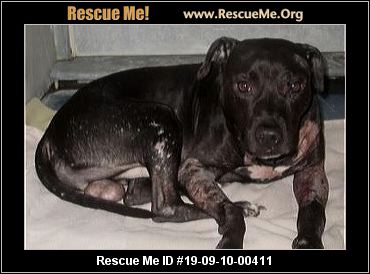 - Florida Dog Rescue - ADOPTIONS - Rescue Me!