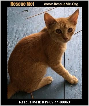 - Florida Cat Rescue - ADOPTIONS - Rescue Me!
