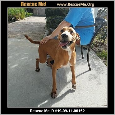 - Florida Dog Rescue - ADOPTIONS - Rescue Me!