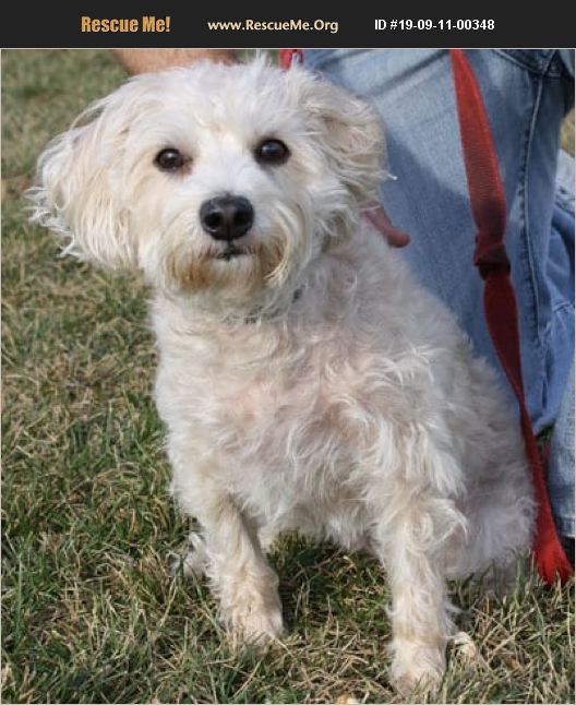 ADOPT 19091100348 ~ Bichon Frise Rescue ~ Huntley, IL