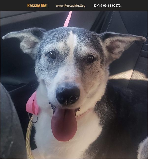 ADOPT 19091100372 ~ Border Collie Rescue ~ Newbury, OH