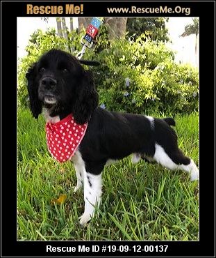 - Florida Dog Rescue - ADOPTIONS - Rescue Me!