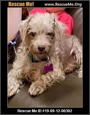 - Arizona Poodle Rescue - ADOPTIONS - Rescue Me!