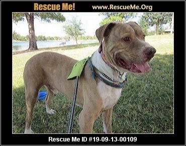 - Arizona Pit Bull Rescue - ADOPTIONS - Rescue Me!
