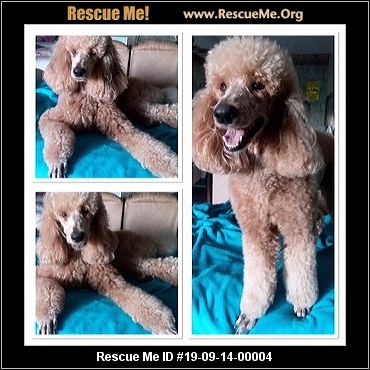 - California Poodle Rescue - ADOPTIONS - Rescue Me!