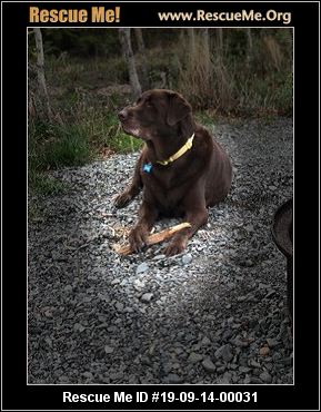 - Alaska Dog Rescue - ADOPTIONS - Rescue Me!