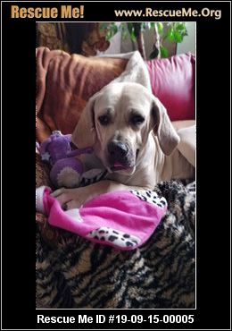 - California Mastiff Rescue - ADOPTIONS - Rescue Me!