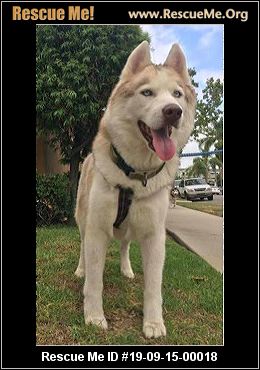 - California Siberian Husky Rescue - ADOPTIONS - Rescue Me!