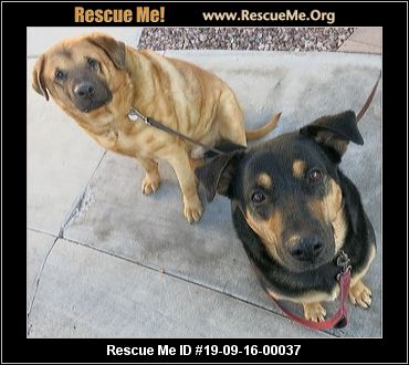 - Arizona Dog Rescue - ADOPTIONS - Rescue Me!