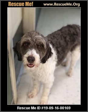 - Kansas Poodle Rescue - ADOPTIONS - Rescue Me!