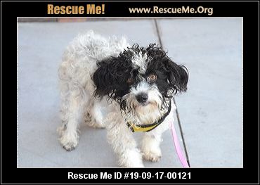 - Arizona Poodle Rescue - ADOPTIONS - Rescue Me!