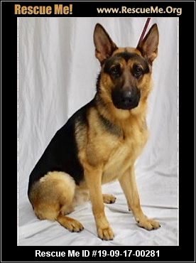 - Maryland German Shepherd Rescue - ADOPTIONS - Rescue Me!