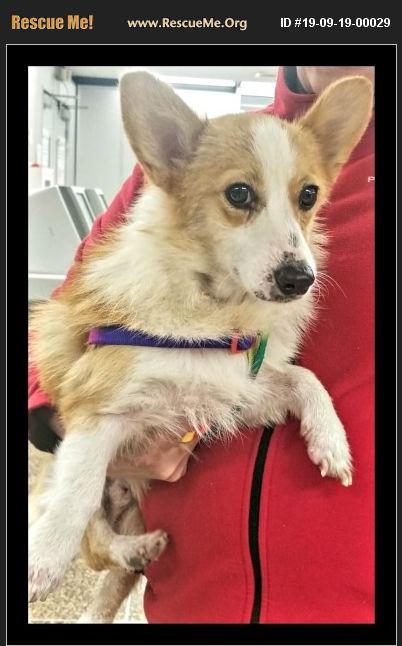 ADOPT 19091900029 ~ Corgi Rescue ~ Renton , WA