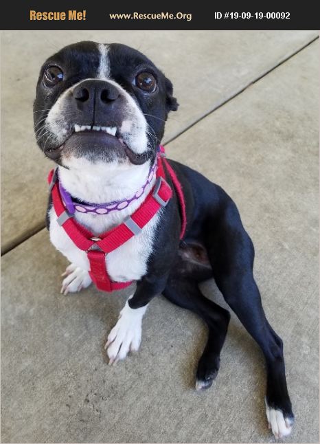 ADOPT 19091900092 ~ Boston Terrier Rescue ~ Lake Elsinore, CA