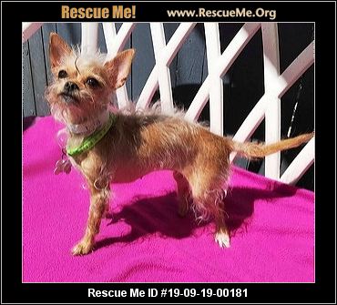 - Arizona Small Dog Rescue - Phoenix, AZ - AVAILABLE PETS