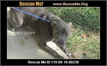 - North Carolina Pit Bull Rescue - ADOPTIONS - Rescue Me!