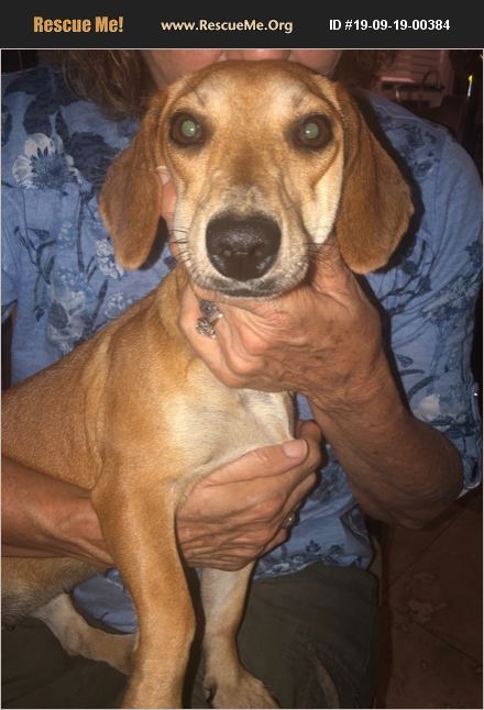 ADOPT 19091900384 ~ Dachshund Rescue ~ Boca Raton, FL