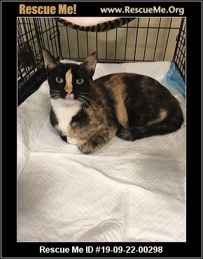- Louisiana Cat Rescue - ADOPTIONS - Rescue Me!