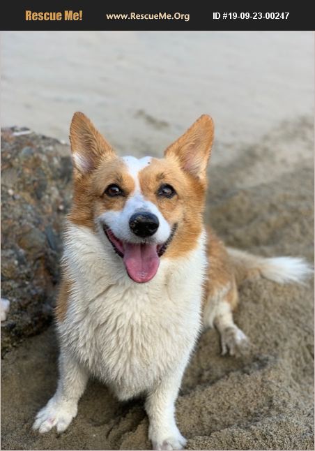 ADOPT 19092300247 ~ Corgi Rescue ~ Irvine, CA