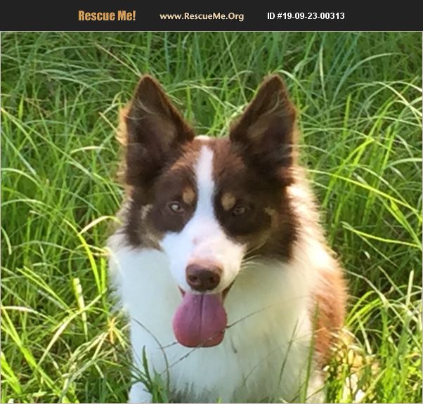 ADOPT 19092300313 ~ Border Collie Rescue ~ Ocala, FL