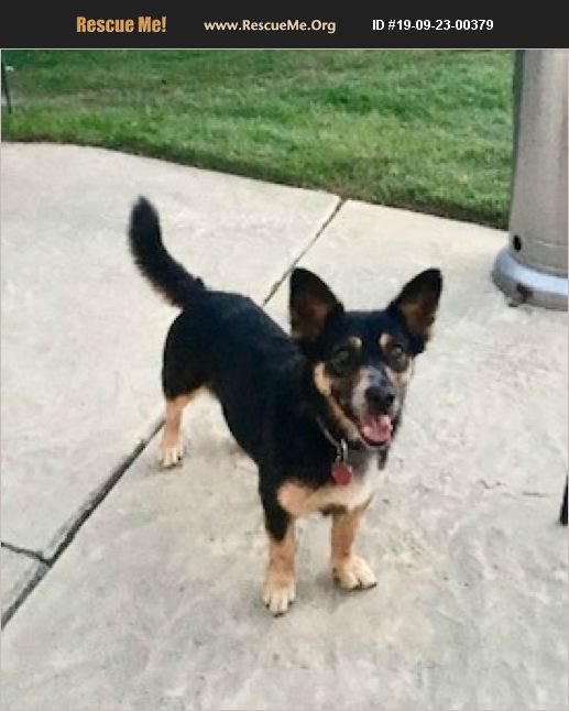 ADOPT 19092300379 ~ Corgi Rescue ~ Sacramento, CA