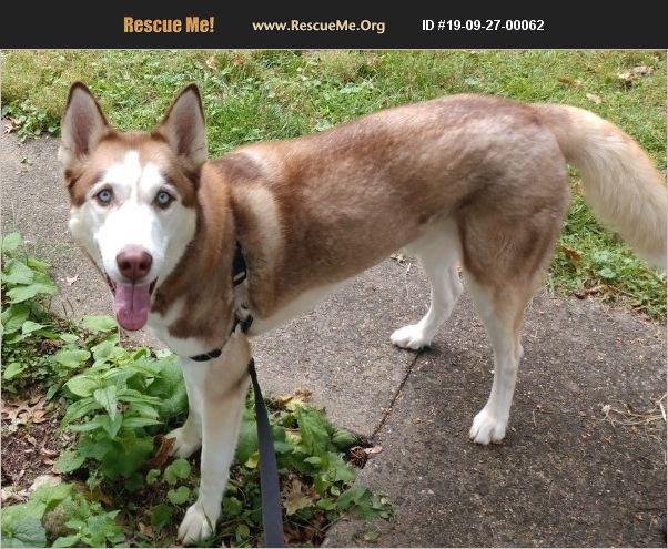 ADOPT 19092700062 ~ Siberian Husky Rescue ~ Kenilworth, NJ