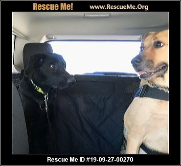 - West Virginia Dog Rescue - ADOPTIONS - Rescue Me!