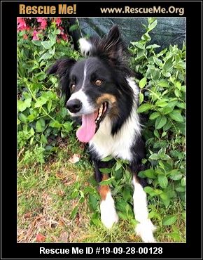 - Georgia Border Collie Rescue - ADOPTIONS - Rescue Me!