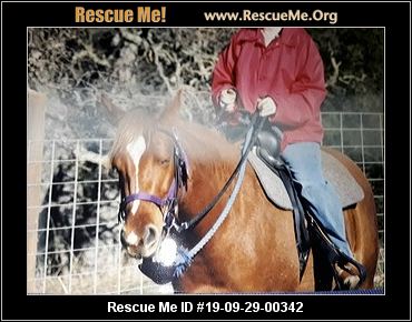- California Horse Rescue - ADOPTIONS - Rescue Me!
