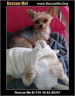 - Texas Yorkie Rescue - ADOPTIONS - Rescue Me!