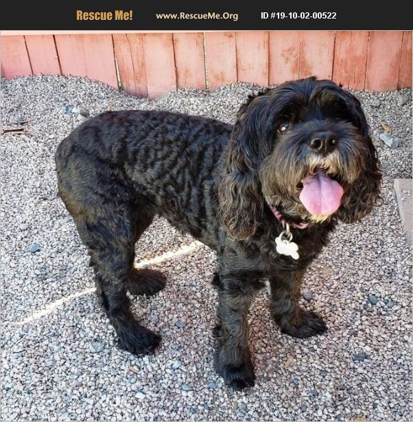 ADOPT 19100200522 ~ Cockapoo Rescue ~ Phoenix, AZ