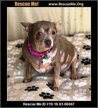 - Arizona Small Dog Rescue - Phoenix, AZ - AVAILABLE PETS
