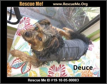 - Texas Yorkie Rescue - ADOPTIONS - Rescue Me!