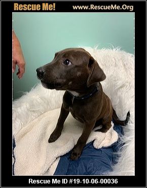 - New Hampshire Dog Rescue - ADOPTIONS - Rescue Me!