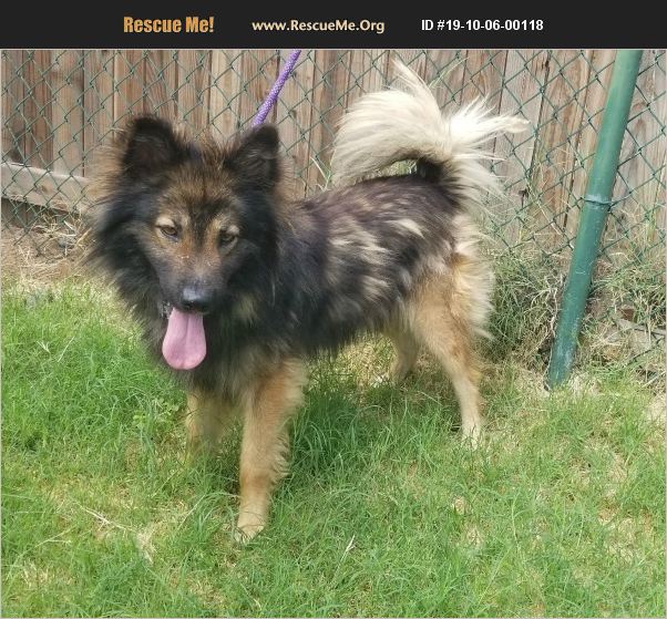ADOPT 19100600118 ~ Keeshond Rescue ~ Gilbert, AZ
