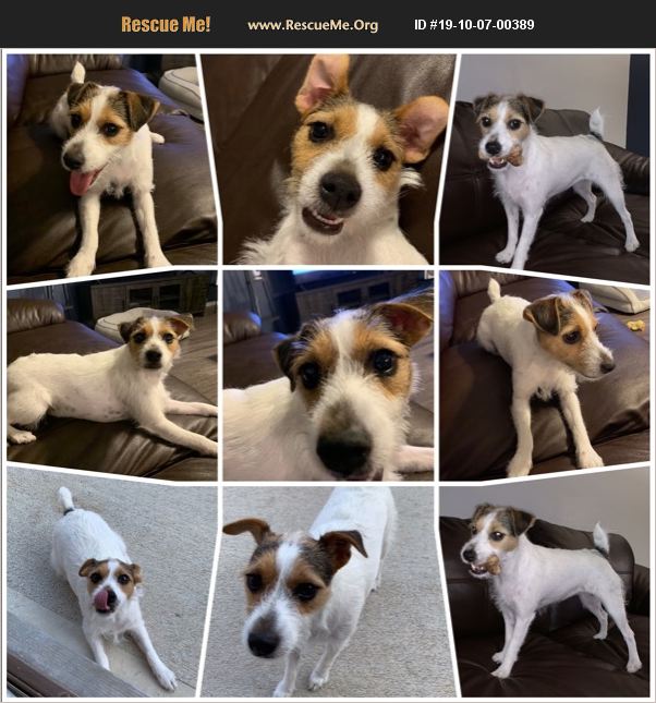 ADOPT 19100700389 ~ Jack Russell Rescue ~ Texas
