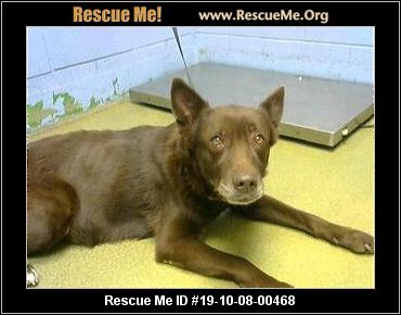 - California Lab Rescue - ADOPTIONS - Rescue Me!