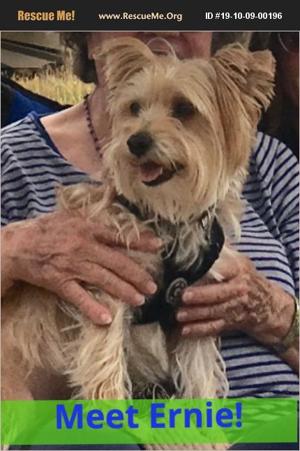 ADOPT 19100900196 ~ Yorkie Rescue ~ Tucson, AZ