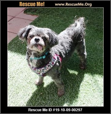 - Arizona Small Dog Rescue - Phoenix, AZ - AVAILABLE PETS