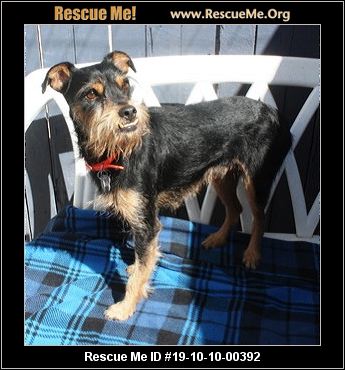 - Arizona Small Dog Rescue - Phoenix, AZ - AVAILABLE PETS