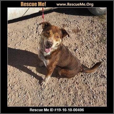 - Colorado German Shepherd Rescue - ADOPTIONS - Rescue Me!