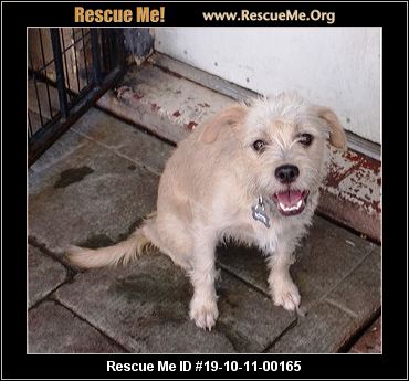 - Arizona Small Dog Rescue - Phoenix, AZ - AVAILABLE PETS