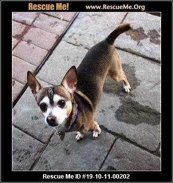 - Arizona Small Dog Rescue - Phoenix, AZ - AVAILABLE PETS