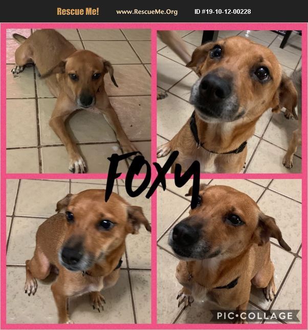 ADOPT 19101200228 ~ Beagle Rescue ~ Boca Raton, FL