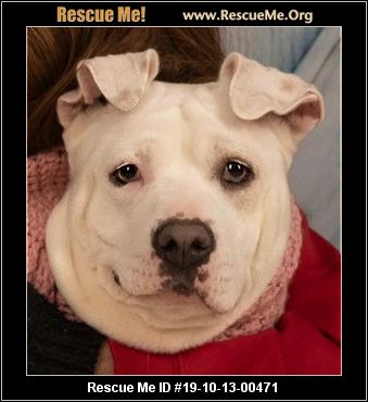 - Michigan Dog Rescue - ADOPTIONS - Rescue Me!