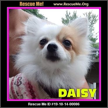 - Michigan Dog Rescue - ADOPTIONS - Rescue Me!