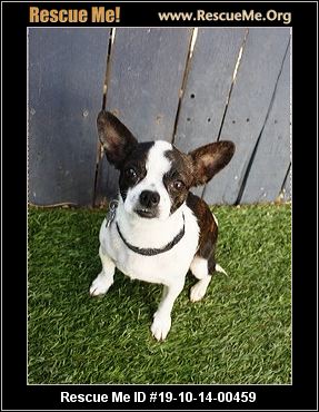 - Arizona Small Dog Rescue - Phoenix, AZ - AVAILABLE PETS