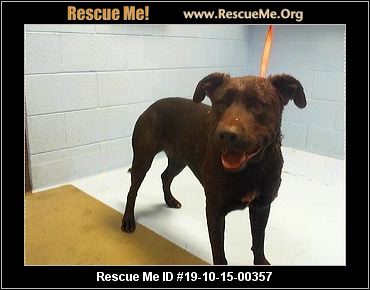 - California Lab Rescue - ADOPTIONS - Rescue Me!