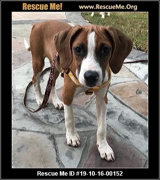 - New York Dog Rescue - ADOPTIONS - Rescue Me!